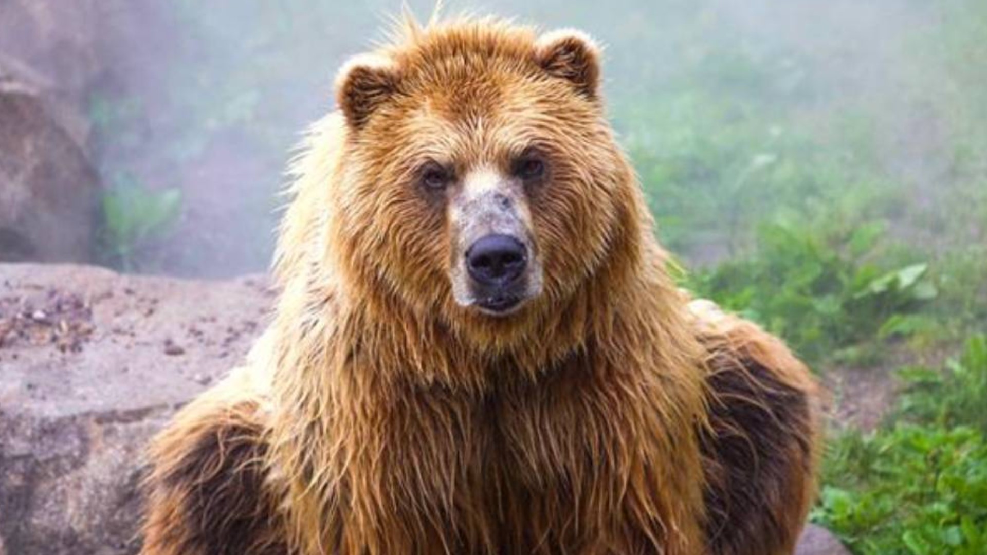 Minnesota Zoo announces death of grizzly bear Kenai | wthr.com