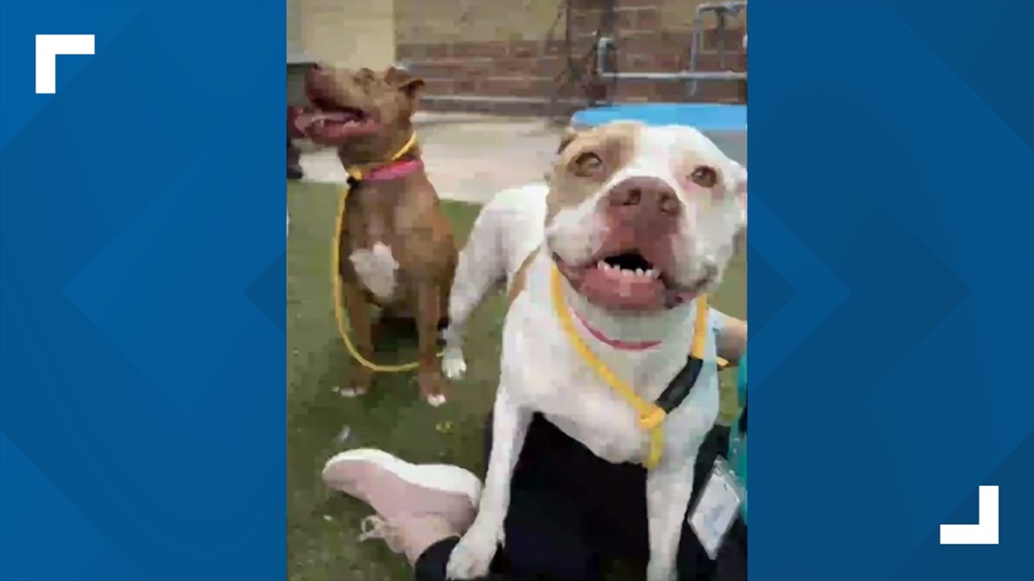 Minneapolis dogs adopted after one jumped shelter wall to reunite ...