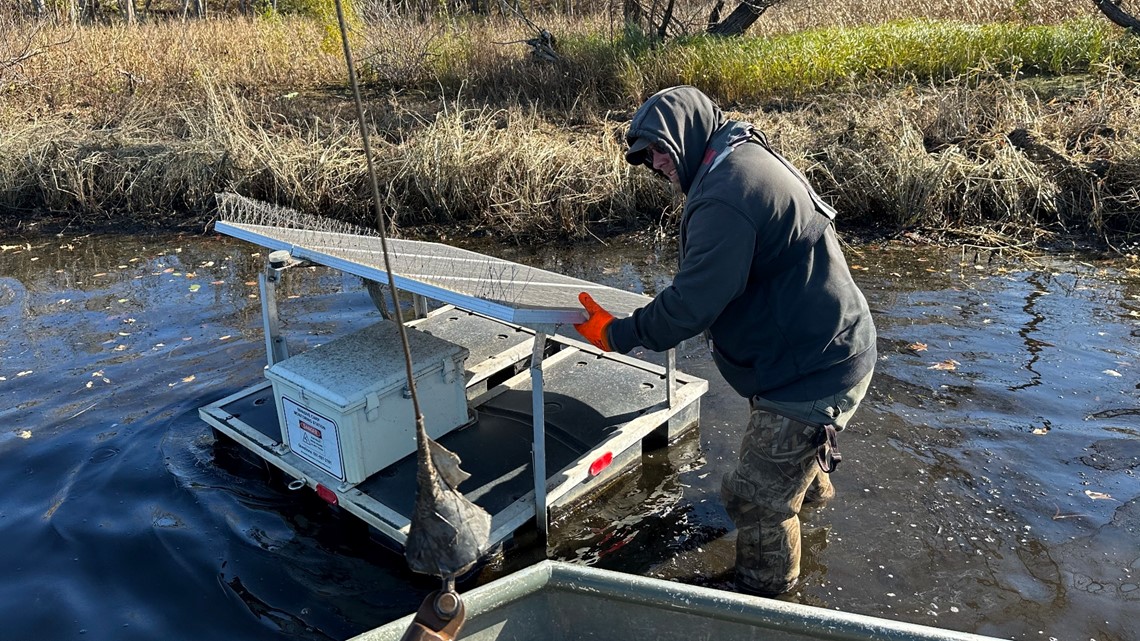 Scientists turn invasive carp into traitors | wqad.com