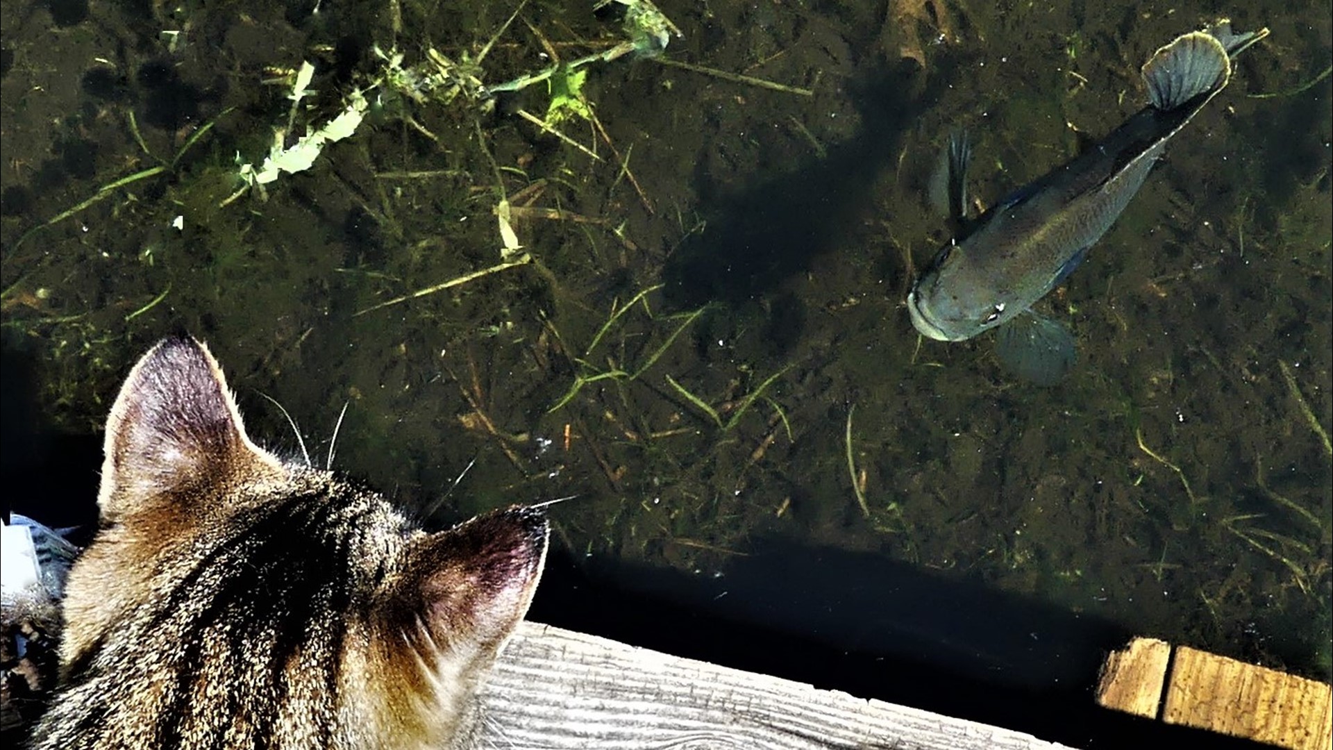 Dockside friendship between woman, sunfish reaches nine years | fox43.com