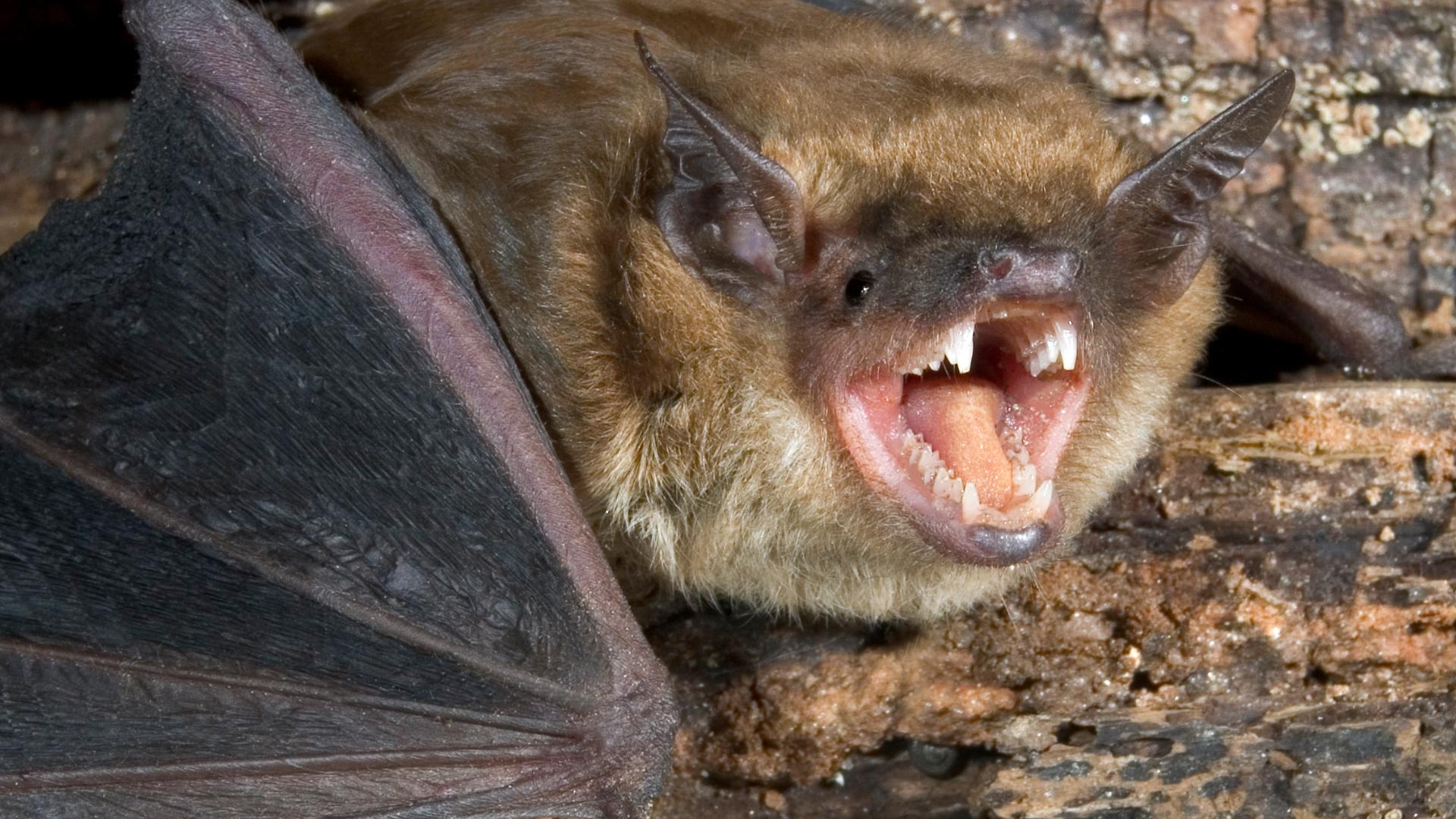 Minnesotan dies after exposure to bat with rabies | wqad.com