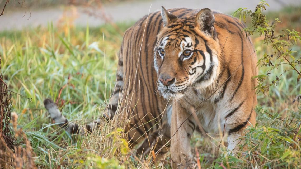 Rescued tiger from Argentina now calls Minnesota home | wqad.com