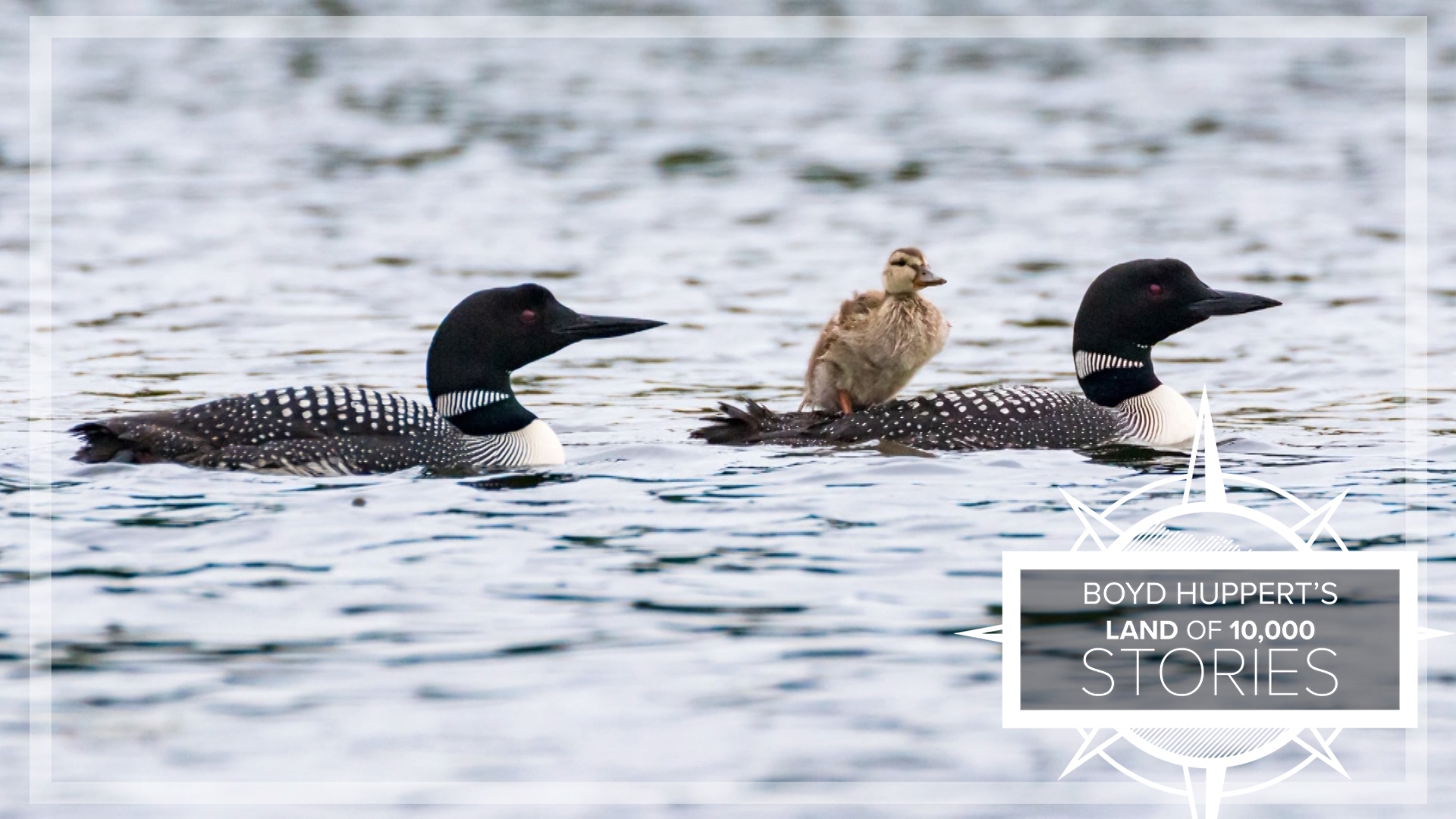 Land of 10,000 Stories | Birds | weareiowa.com