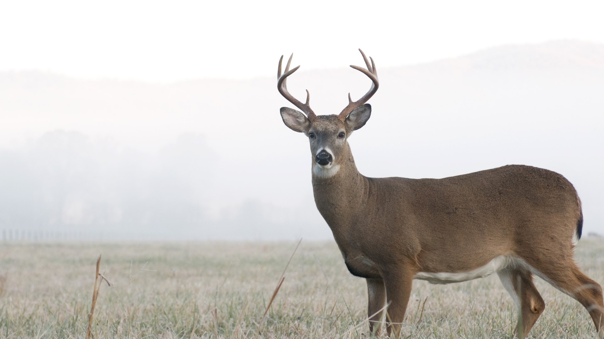 4 accused of shooting more than 100 deer in Wisconsin | wqad.com