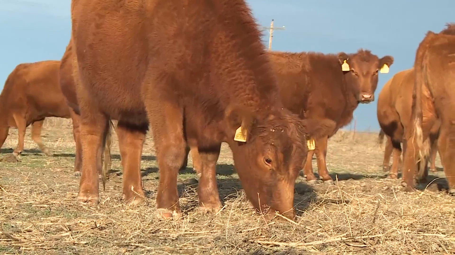 Screwworm fly detected in Texas decades after cattle threat was largely ...