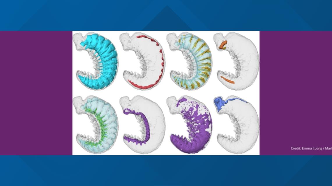 Scientists discover 520-million-year-old fossil in China | 5newsonline.com