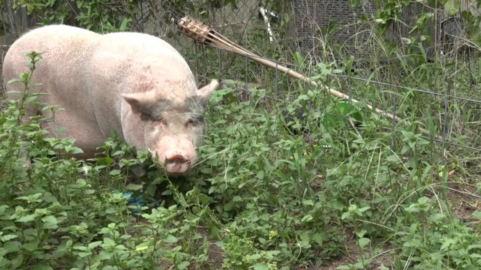 200-pound pig found roaming area of San Antonio, Texas | wthr.com