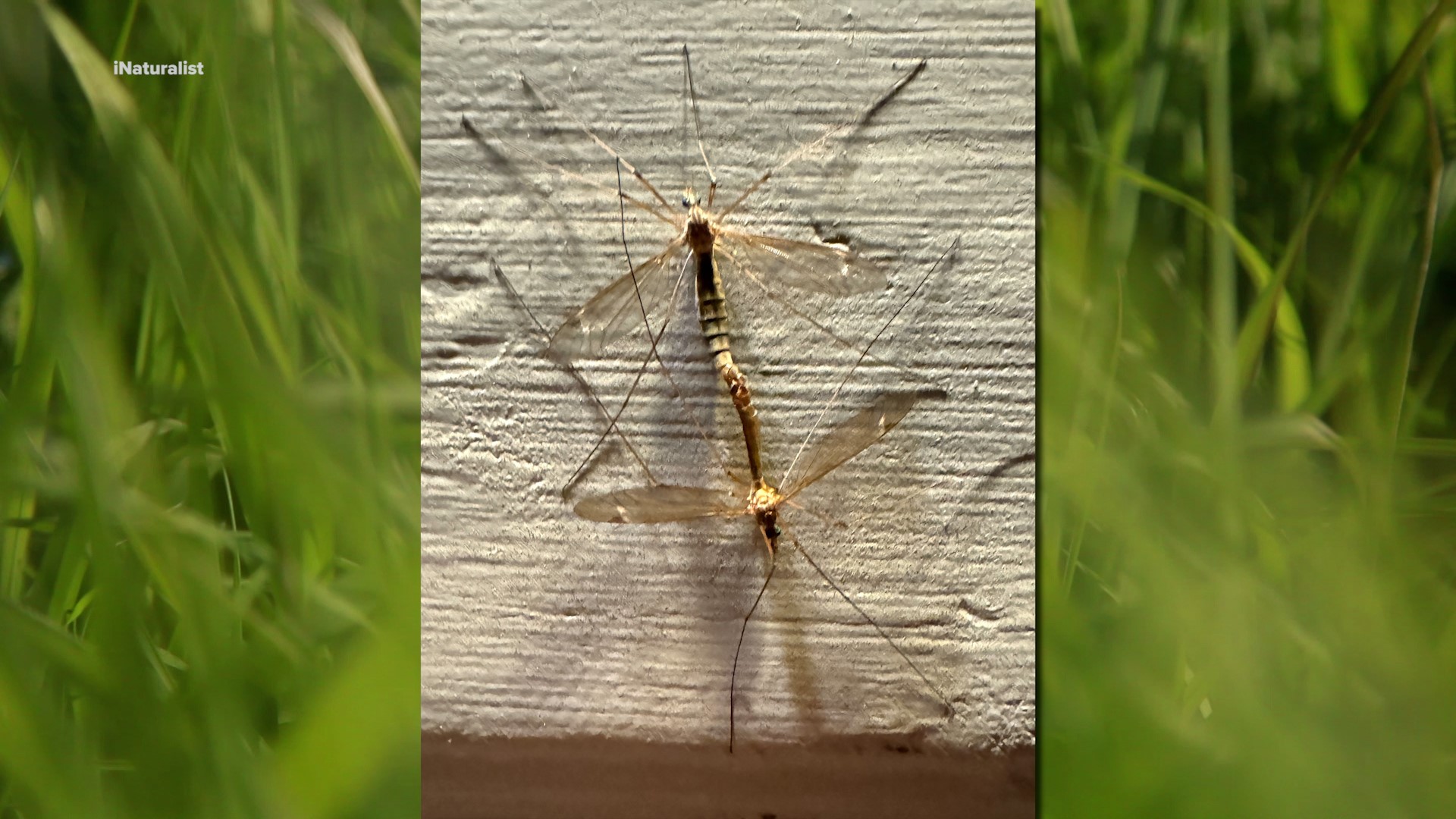 San Antonio experts say the crane fly is a misunderstood insect | wthr.com