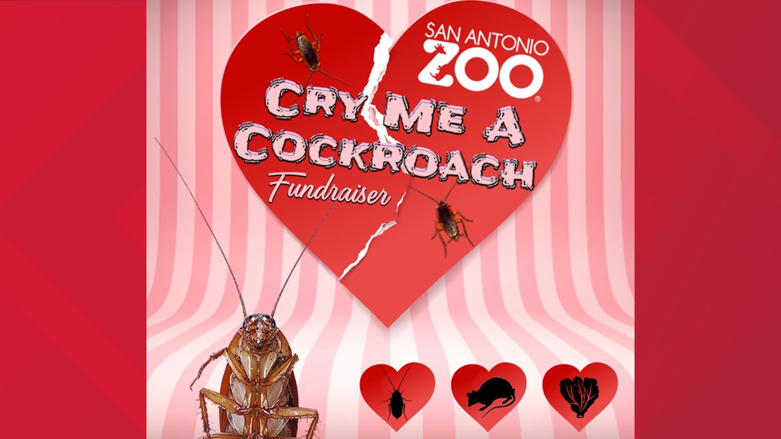San Antonio Zoo brings back 'Cry Me a Cockroach' fundraiser | fox43.com