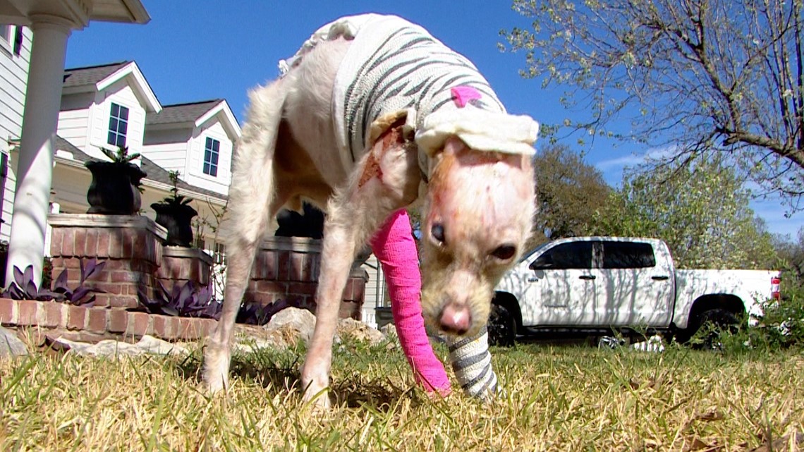 Dog set on fire allowed to go home for weekend as she continues long ...
