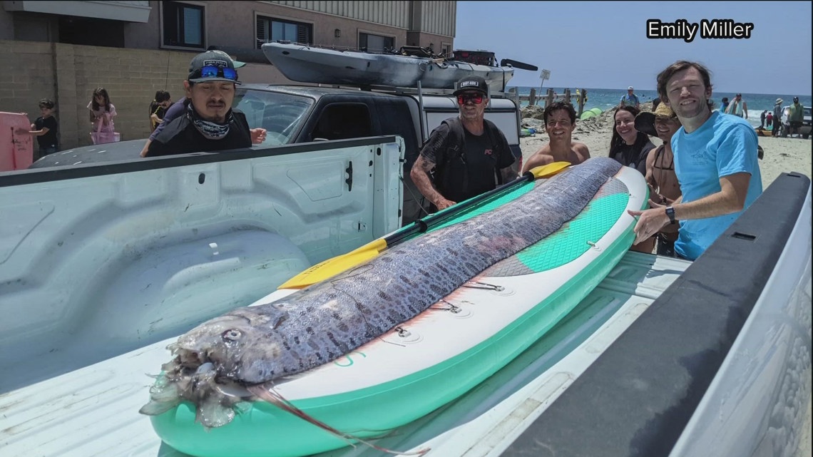 Rare oarfish spotted in San Diego ocean | wnep.com