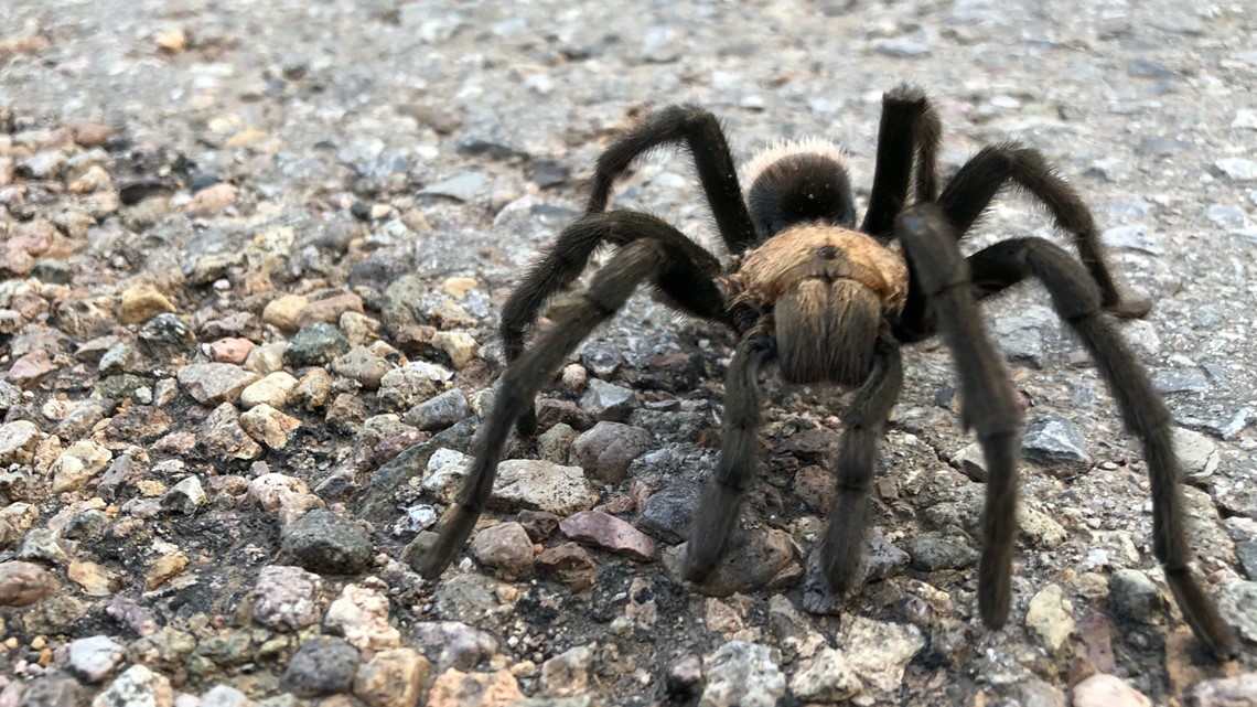 Why people in San Diego may see thousands of roaming tarantulas | fox43.com