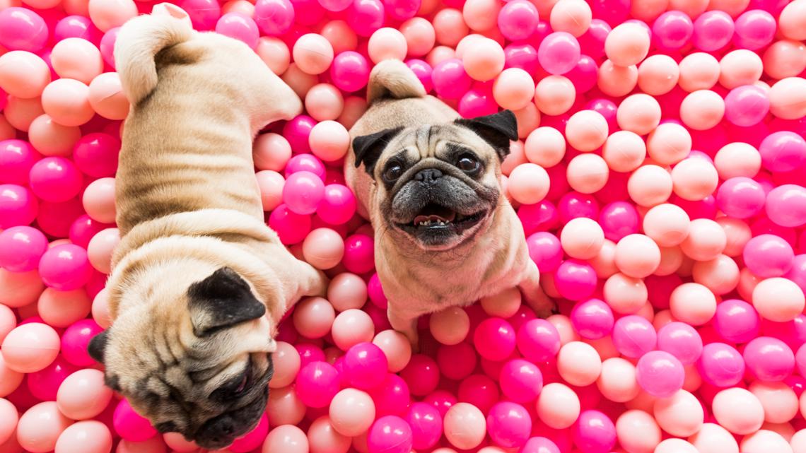 Pug cafe in San Diego County | wqad.com