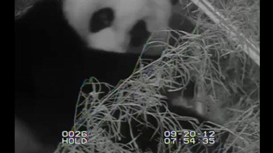 Infant Panda Dies at Smithsonian Zoo | 5newsonline.com