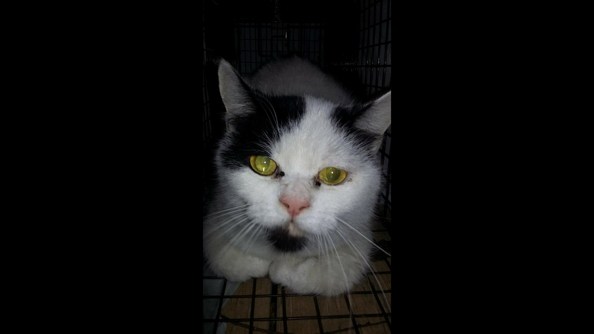 NWA Group Helps Reunite Cat With Owner | 5newsonline.com