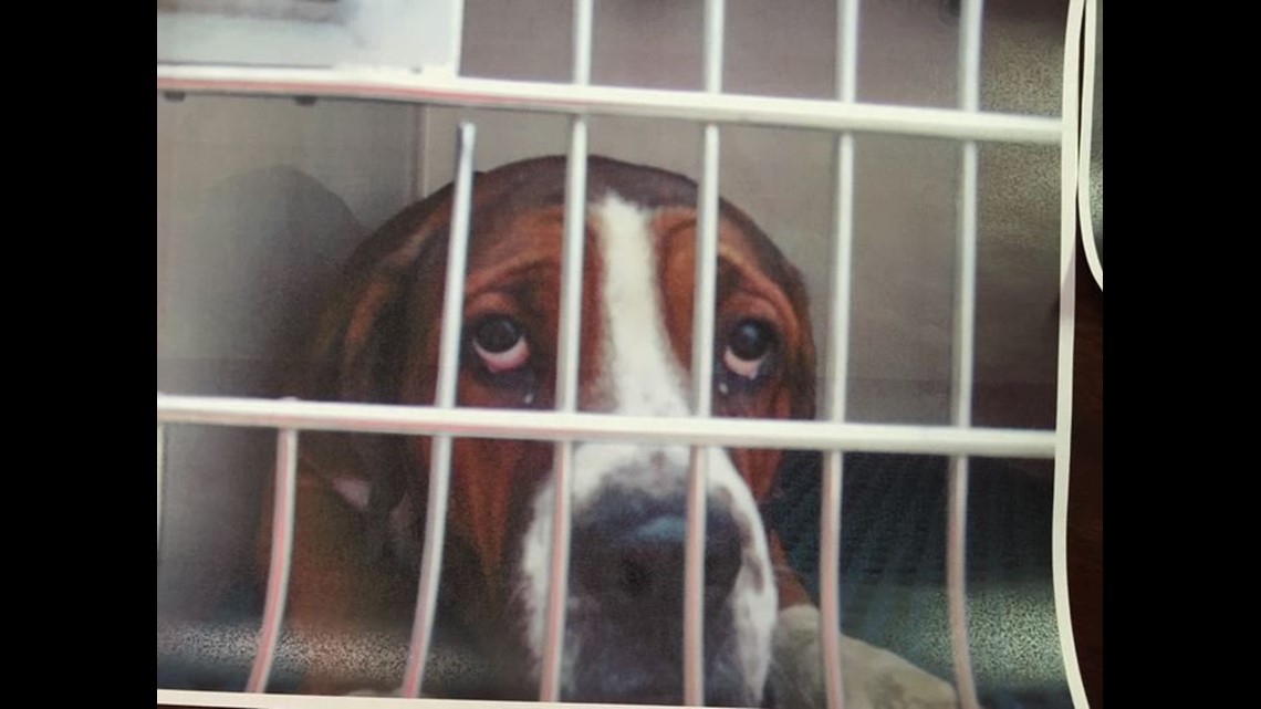 Official: Three-Year-Old In Medically-Induced Coma After Dogs Attack ...