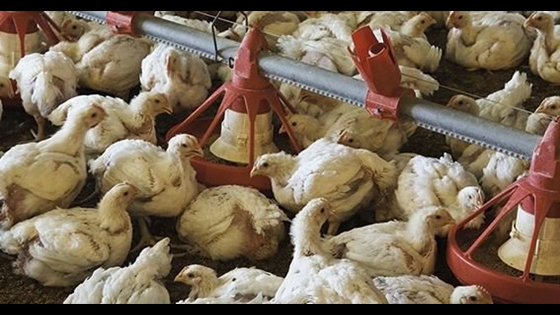 Federal Report Finds Inhumane Violations At NC Poultry Plant; AR Leads ...