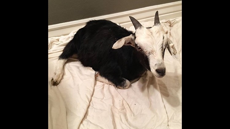 No Animal Cruelty Charges Stemming From Video Of Goat Hit Over Head ...