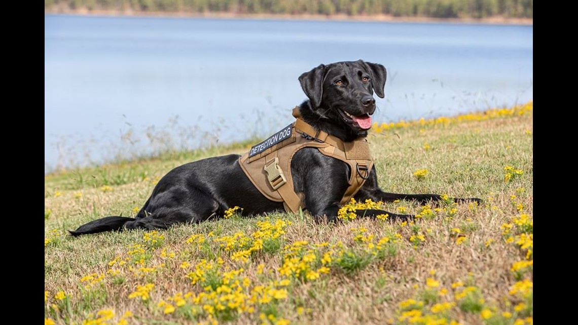 Nation’s First Water Leak Detection Dog Graduates Arkansas Paws In ...