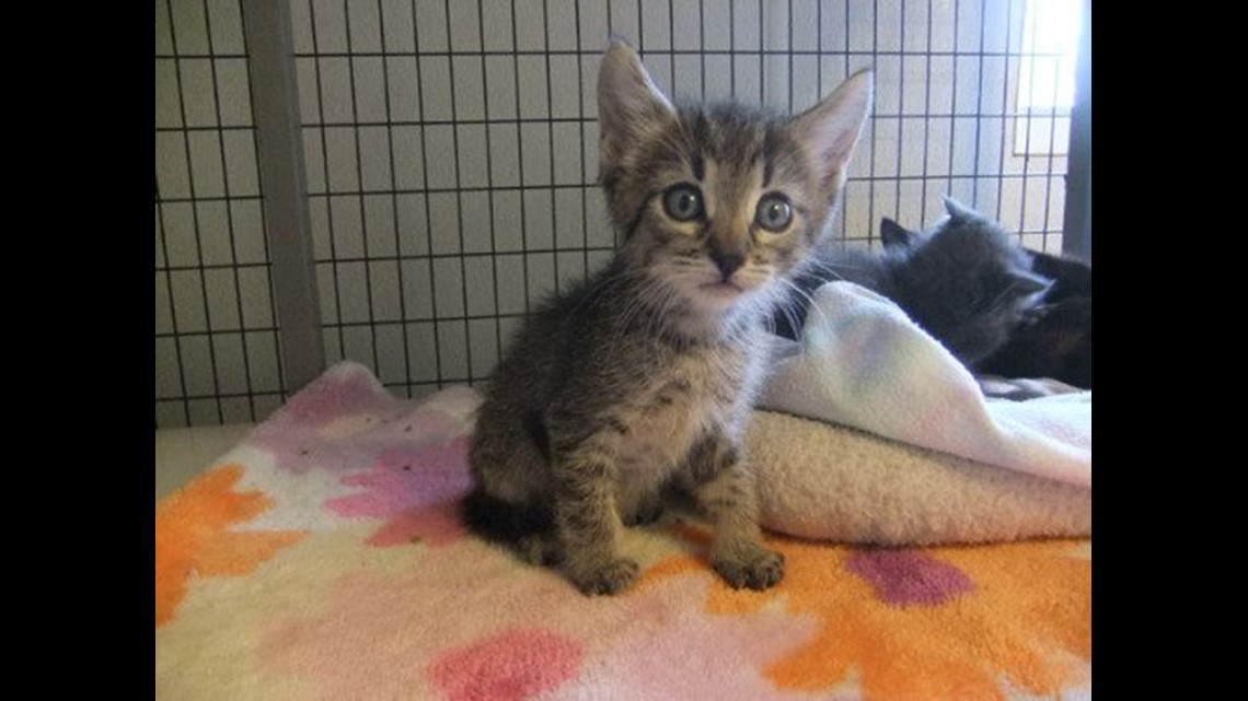 Bella Vista Shelter Holds Free Kitten Adoption | 5newsonline.com