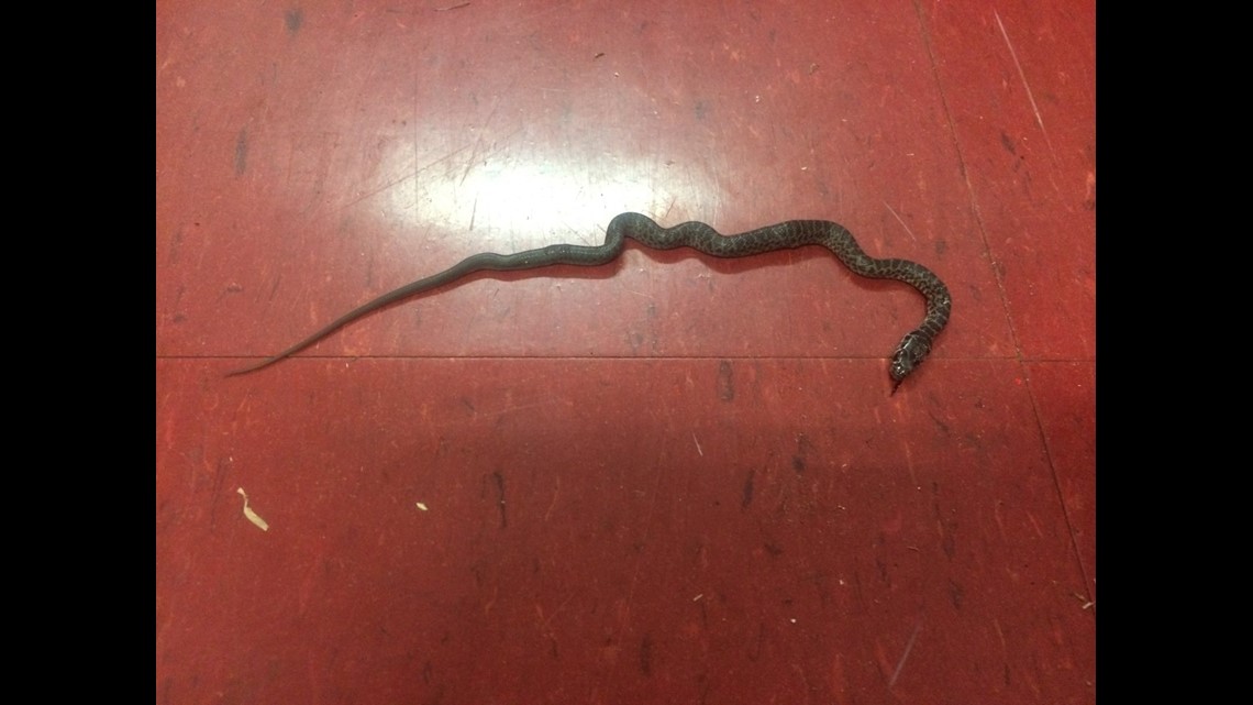 Snakes Found In Clarksville High School Gym | 5newsonline.com