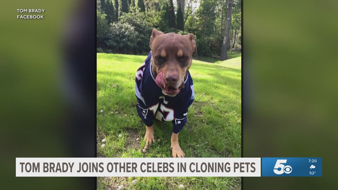 Daily Brew | Tom Brady joins other celebrities in cloning pets ...