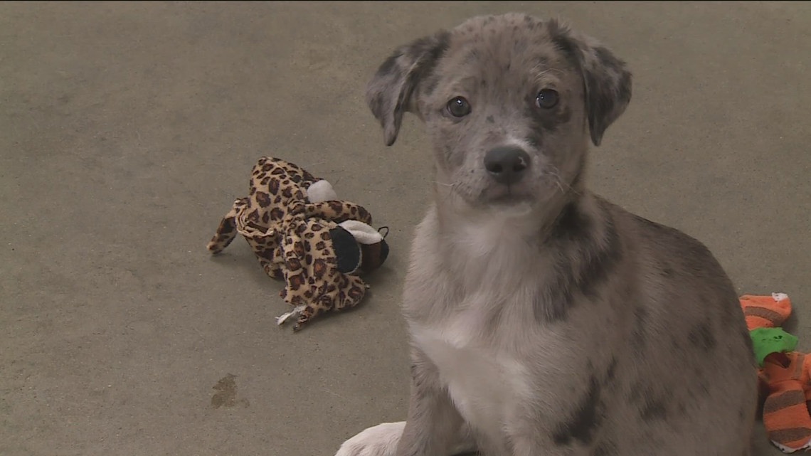 Community support saves Puppy in need of rare surgery | 5newsonline.com Community support saves Puppy in need of rare surgery | 5newsonline.com