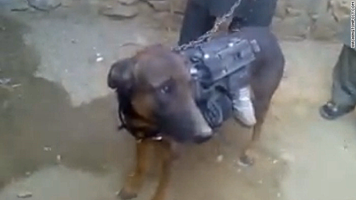 Taliban Claims to Hold Military Dog Hostage | 5newsonline.com