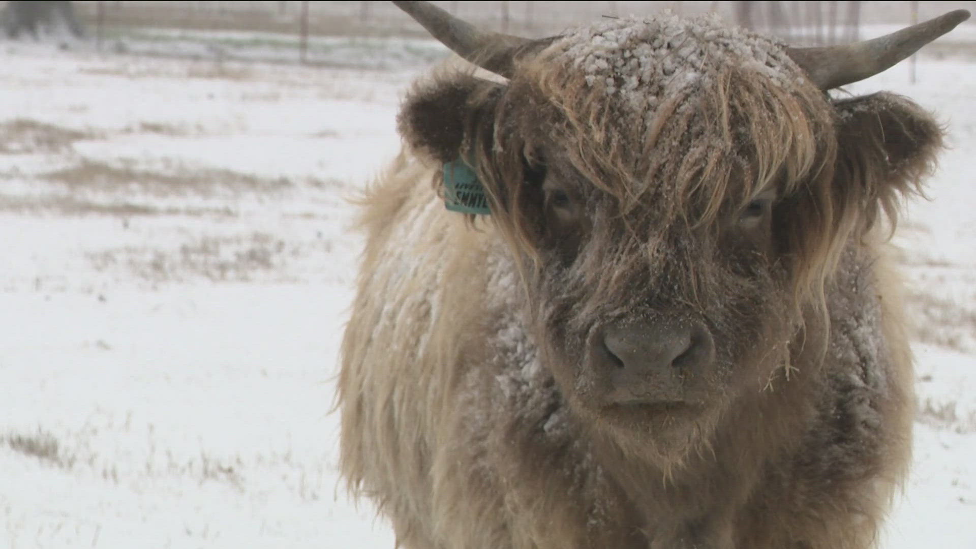Cows at Siloam Springs farm embrace Arkansas snow | 5newsonline.com
