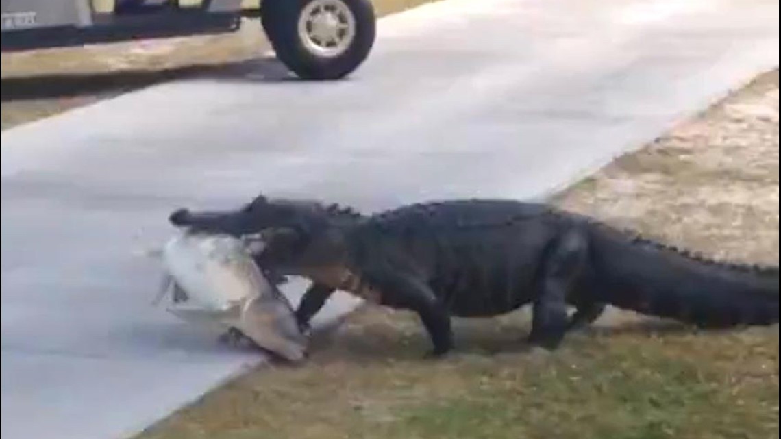 Gator With Big Fish In Mouth Strolls Across Golf Course In Florida ...