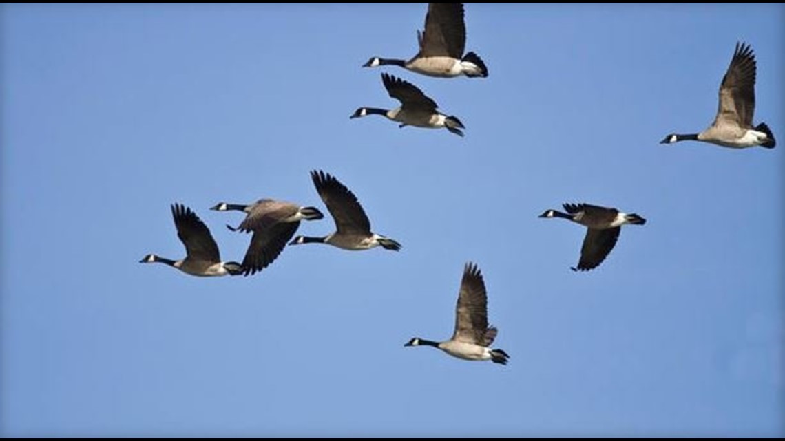 Dead Goose Falls From Sky, Knocks Hunter Unconscious | 5newsonline.com
