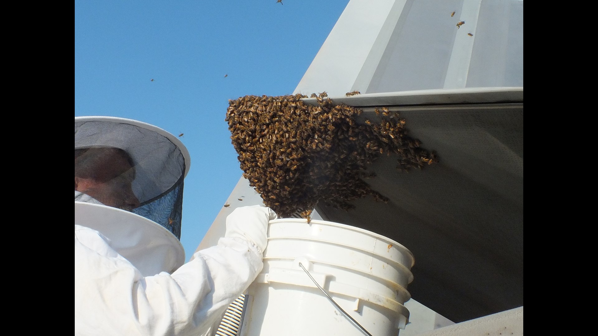 F-22 Raptor Grounded By 20,000 Bees | 5newsonline.com