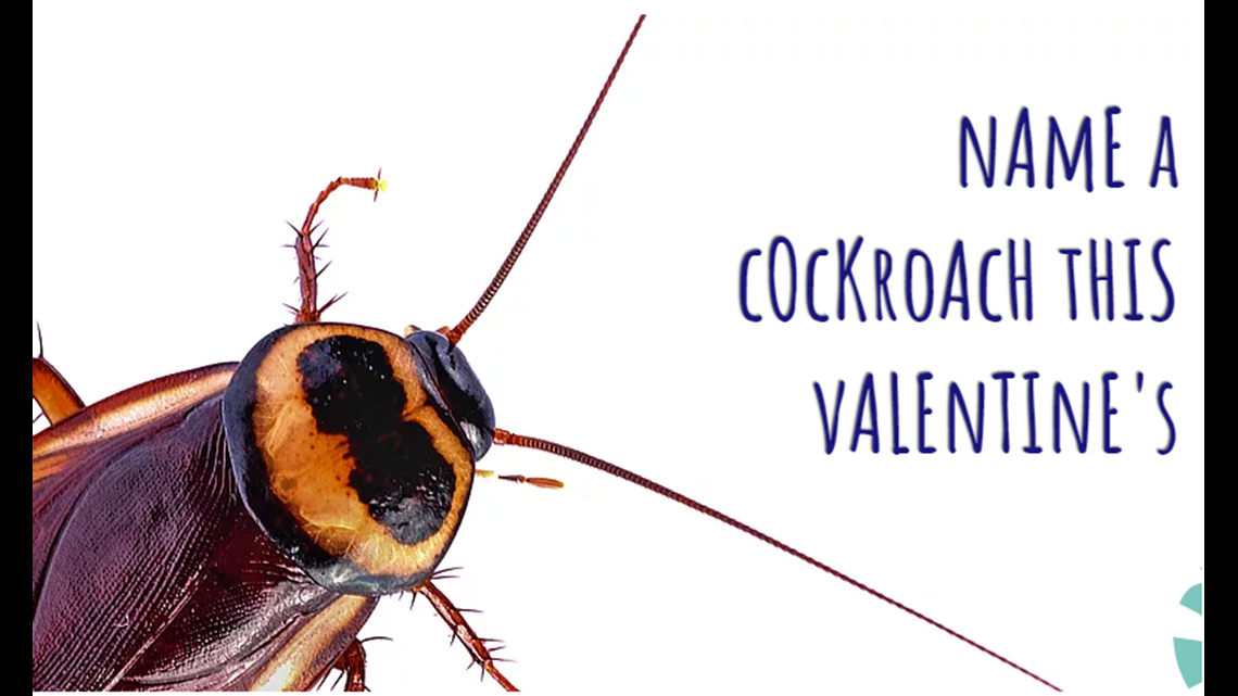 Name A Cockroach After Your Ex For $2 This Valentine’s Day ...