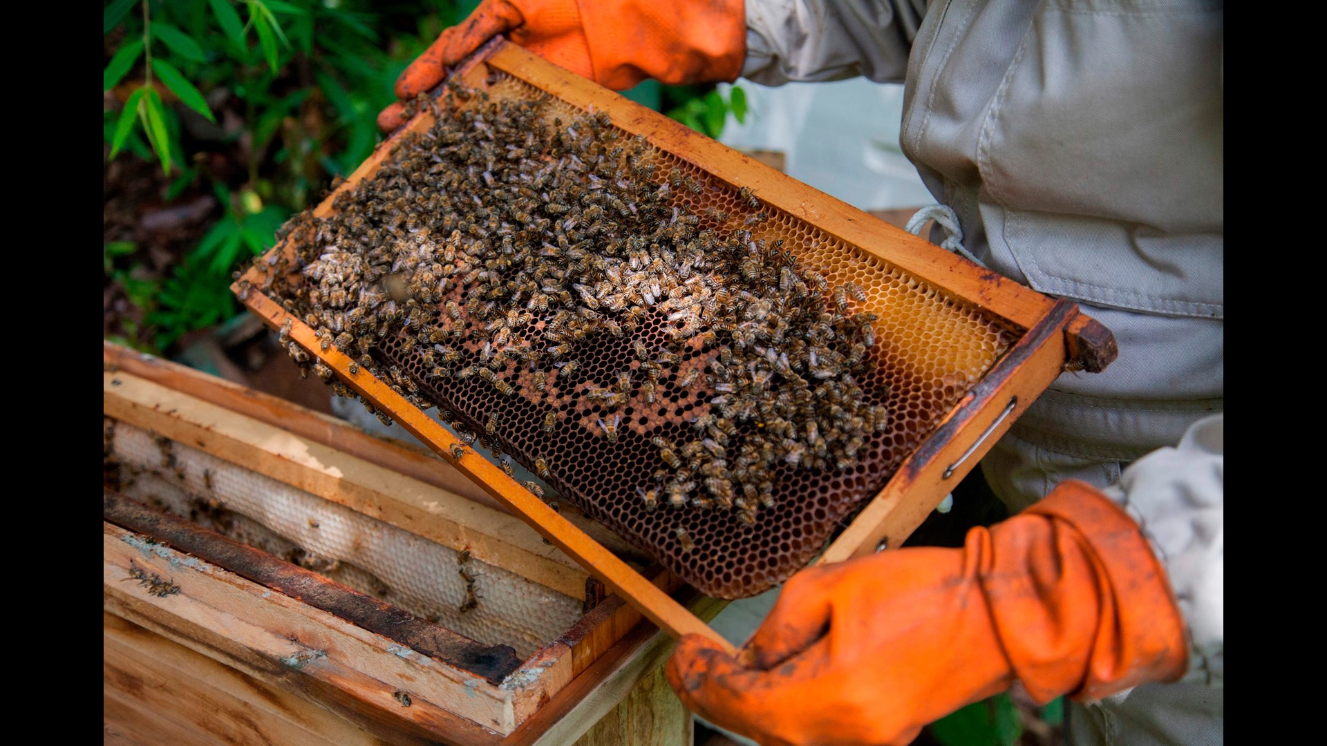 Morgan Freeman Converts Mississippi Ranch Into A Honeybee Sanctuary ...