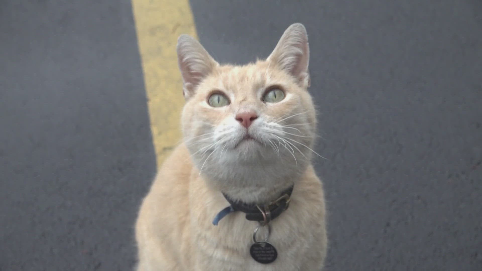 Famous Hamish: The ‘Tail’ of the Crystal Bridges Cat | 5newsonline.com