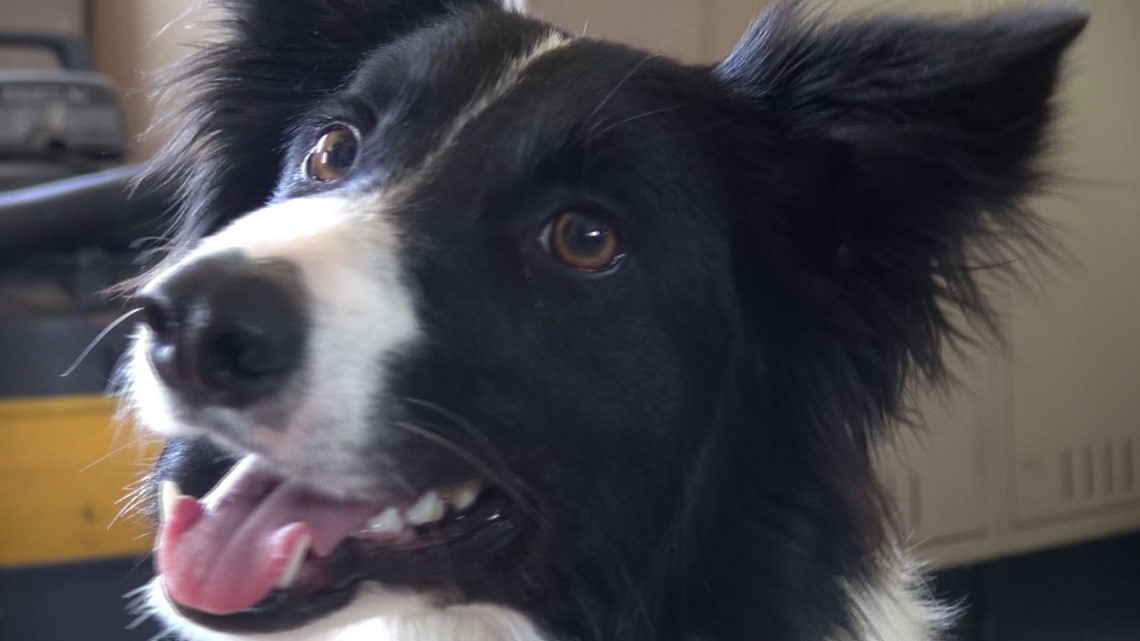 Border Collie Solving Expensive Problem At Robert S. Kerr Lock and Dam ...