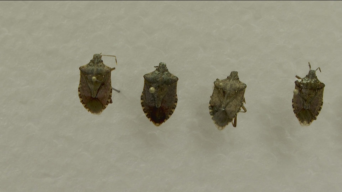 Stink bugs make their smelly return to Arkansas | 5newsonline.com