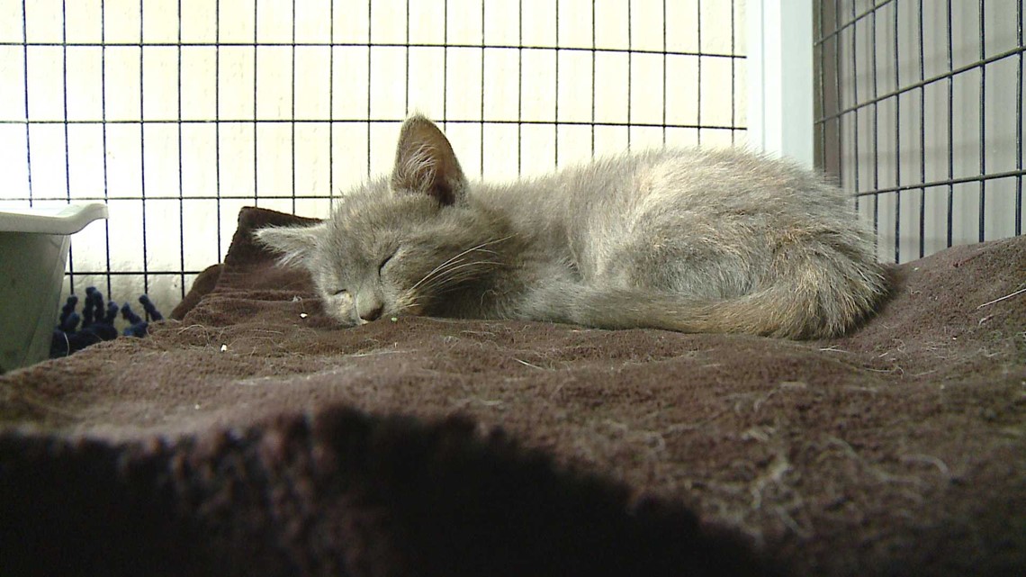 Free Cats And Kittens At Bella Vista Animal Shelter | 5newsonline.com
