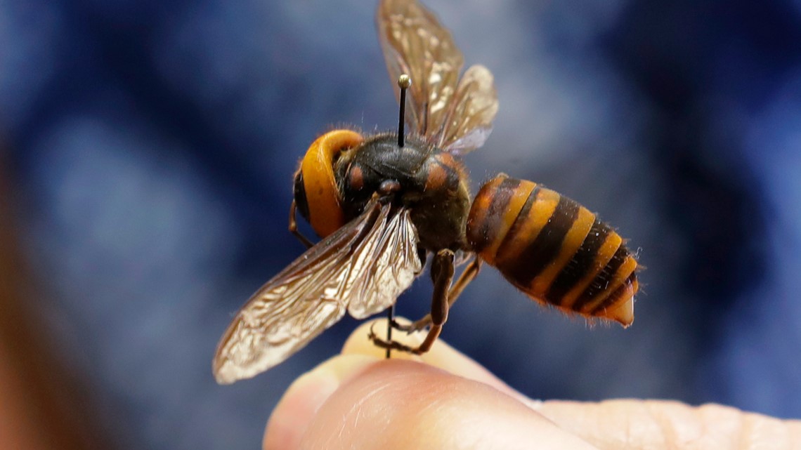 Has the world’s largest hornet landed in Arkansas? | 5newsonline.com