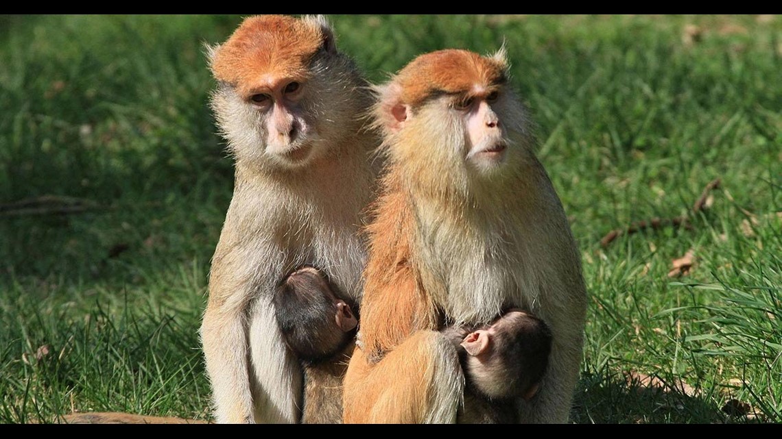 Scientists Think They’ve Found The Real Lorax | 5newsonline.com