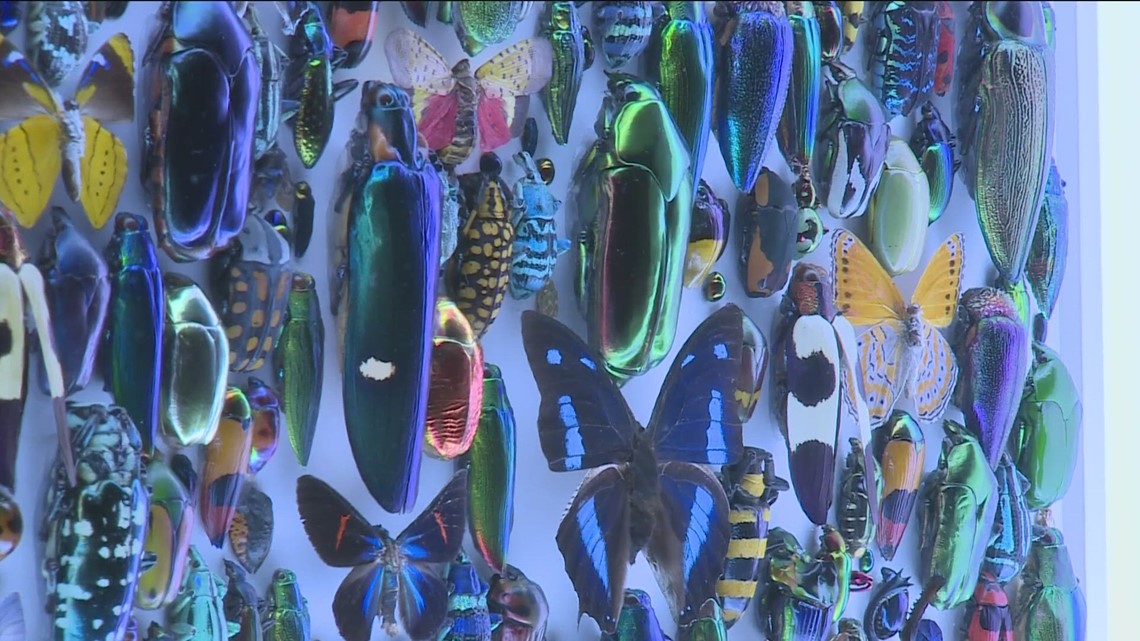 New Crystal Bridges exhibit highlights the natural world | 5newsonline.com