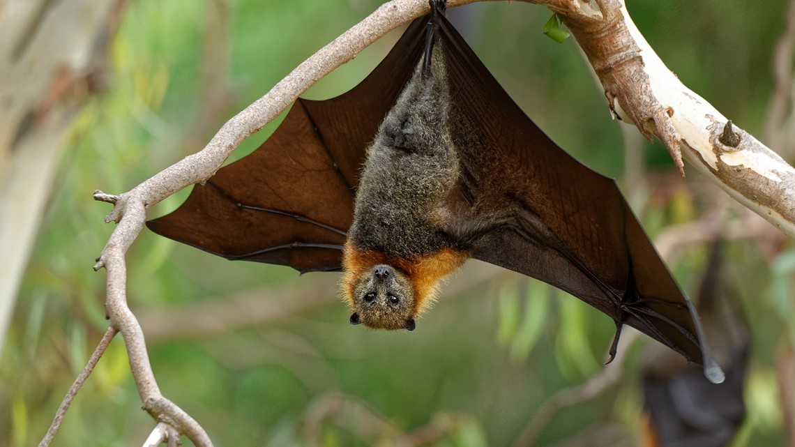 Arkansas Department of Health warns of wild bat exposure | 5newsonline.com
