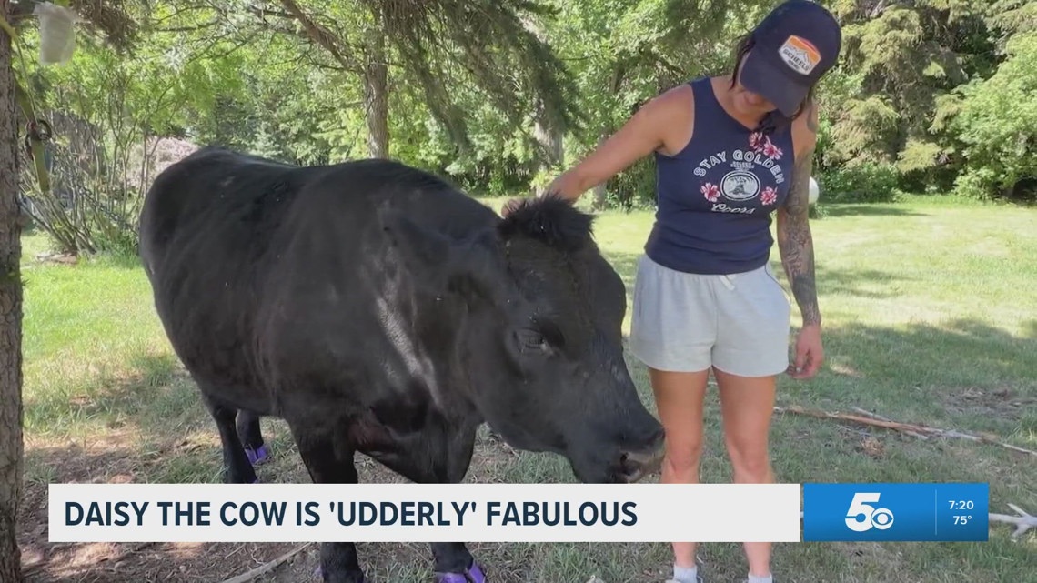 'Daisy the Porch Cow' making headlines on family farm | The Daily Brew ...