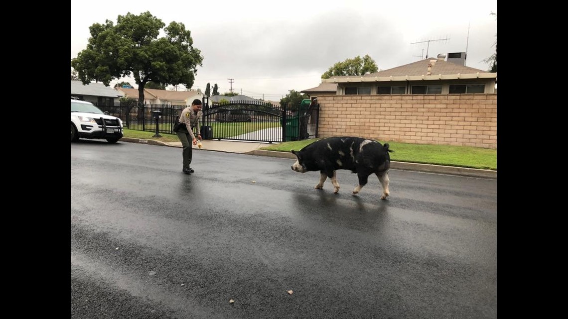 California Deputies Use Doritos To Round Up Rebellious Pig ...