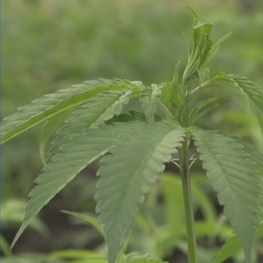 Arkansas medical marijuana sales hit record high | 5newsonline.com