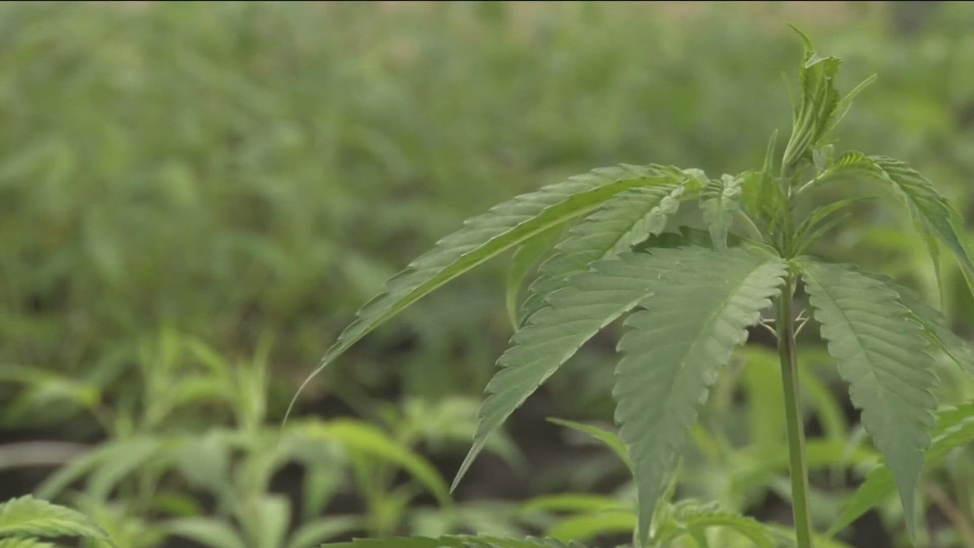 Arkansas medical marijuana sales hit record high | 5newsonline.com