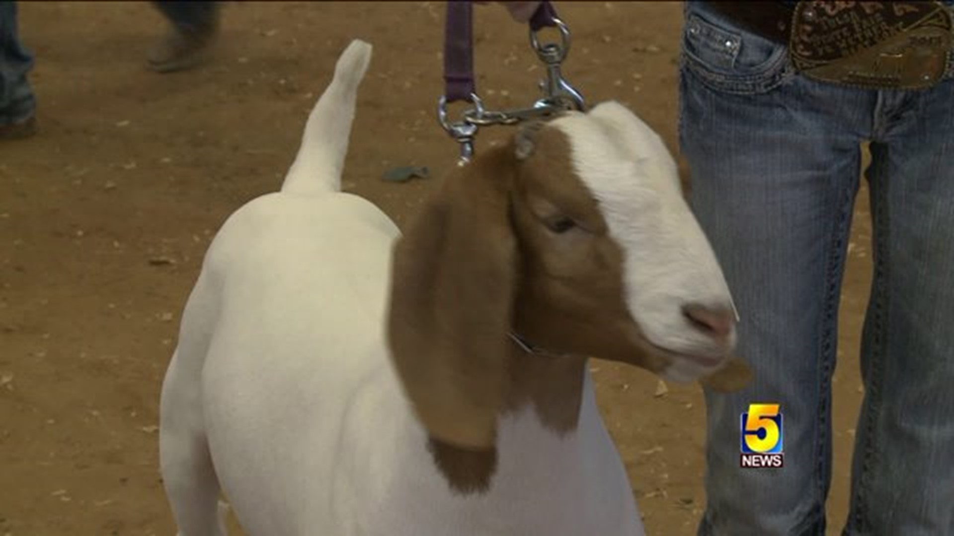 Children Compete in Goat Show at Arkansas Oklahoma State Fair ...