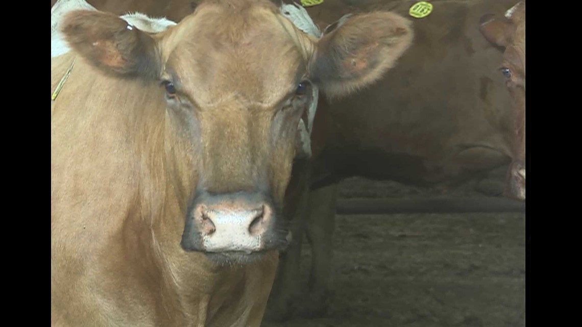 Thieves Steal More Than A Dozen Cattle In Ozone | 5newsonline.com