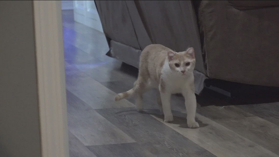 Cat rescued from Rogers recycling plant fire finds new home ...