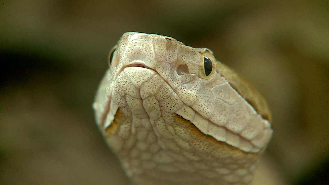 Beware, It's copperhead mating season in Arkansas | 5newsonline.com